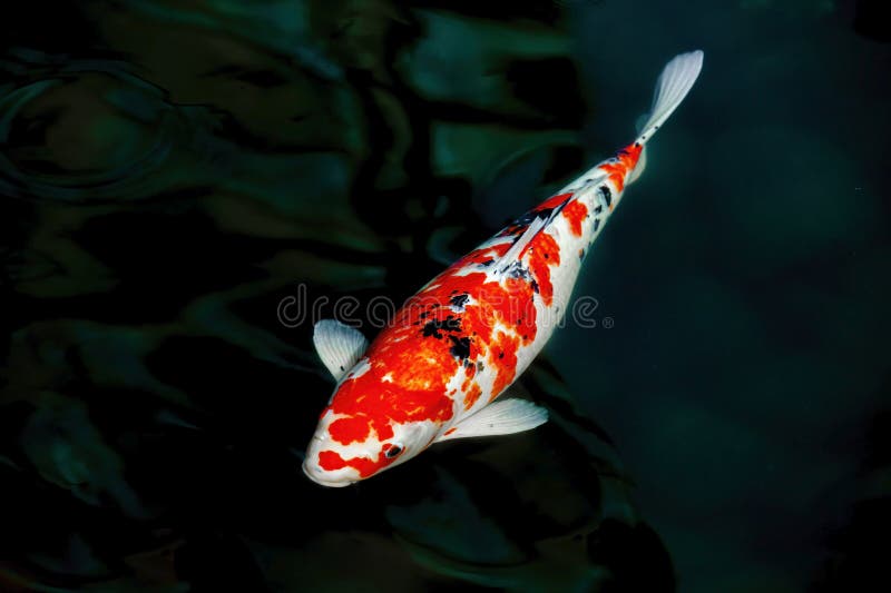 Koi carp stock image. Image of reef, seafood, invertebrate - 272266429
