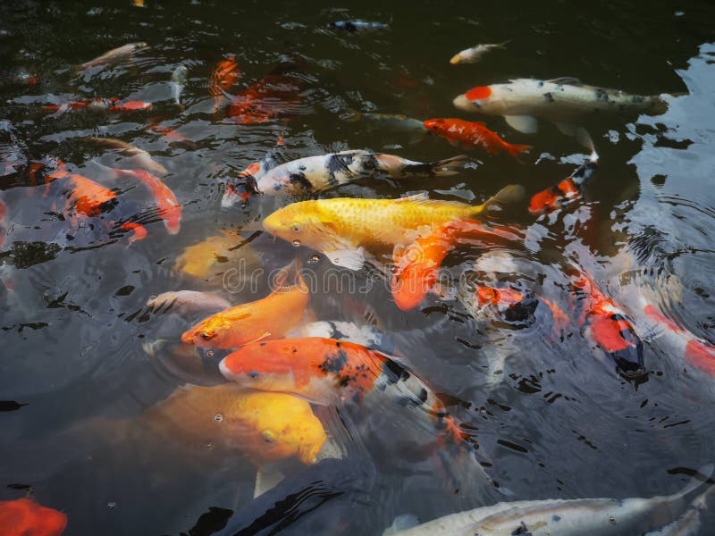 The beautiful koi fish stock photo. Image of wildlife - 263142660