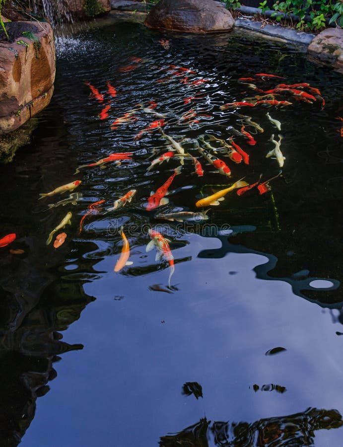 Beautiful Koi Fish with Colorful Stock Image - Image of nature, color ...