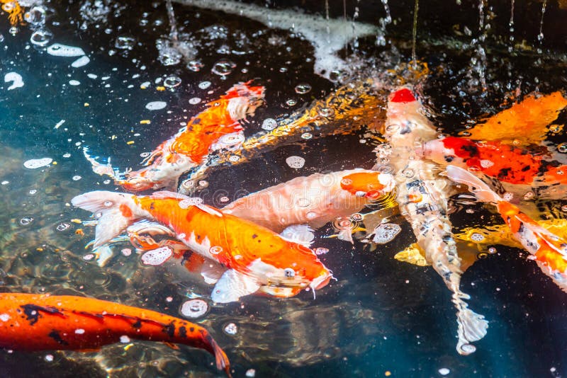 Beautiful Koi Fish. Farm Work. Closed System Stock Photo - Image of ...