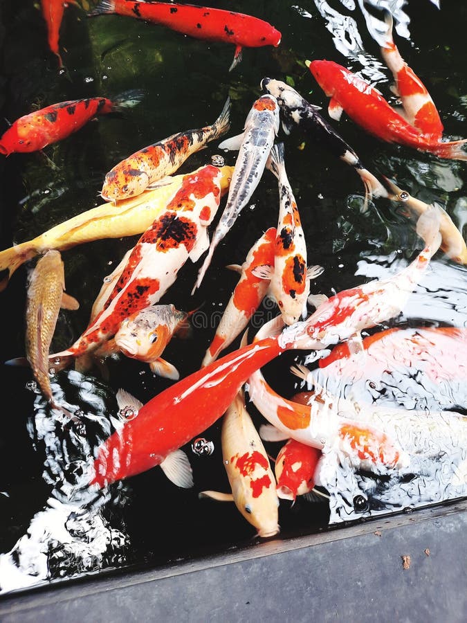 The Beautiful Koi Fish on the Garden Pond Stock Photo - Image of ...