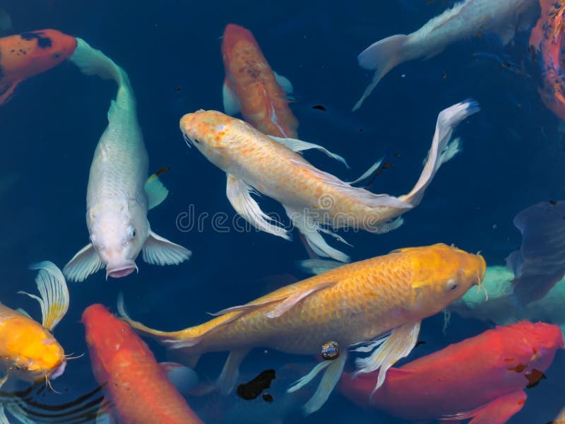 Beautiful Koi Fish in the Pond at the Backyard Stock Image - Image of ...