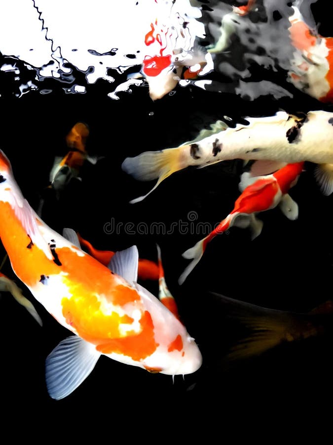 Beautiful Koi Fish in the Pond Stock Photo - Image of screenshot, blue ...