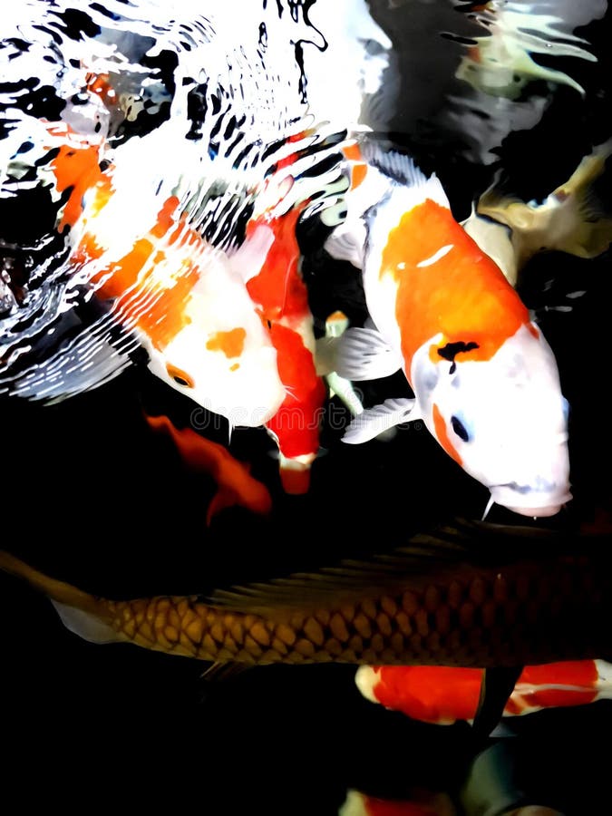 Beautiful Koi Fish in the Pond Stock Photo - Image of poster, drawing ...
