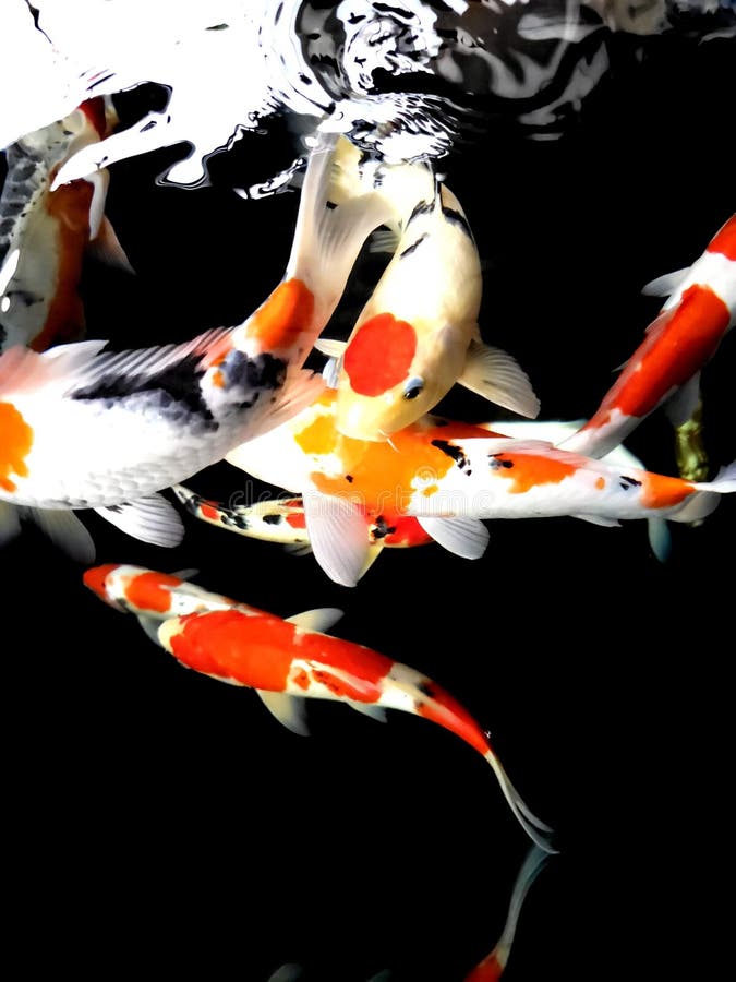 Beautiful Koi Fish in the Pond Stock Photo - Image of wing, poster ...