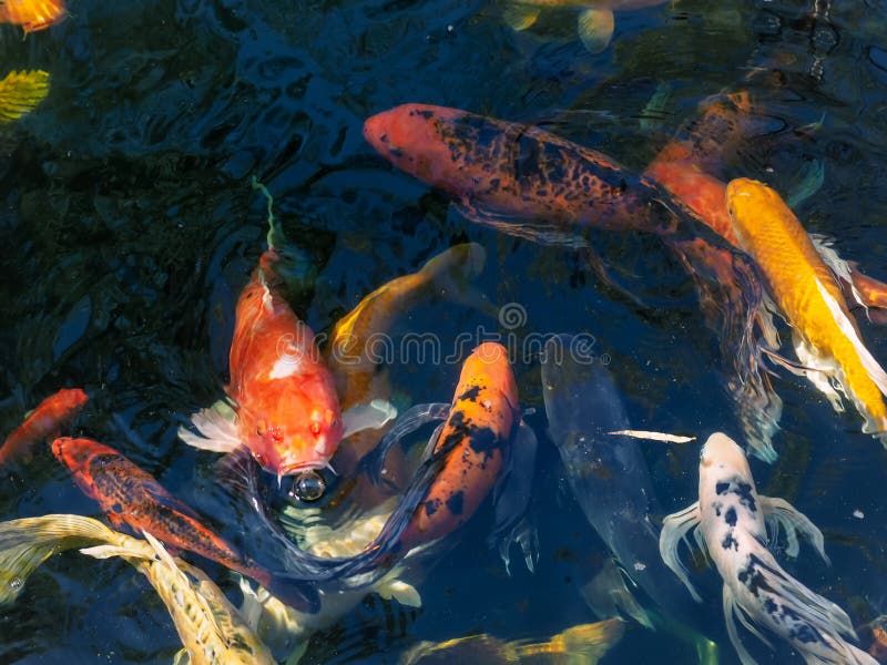 Beautiful Koi Fish in the Pond at the Backyard Stock Photo - Image of ...