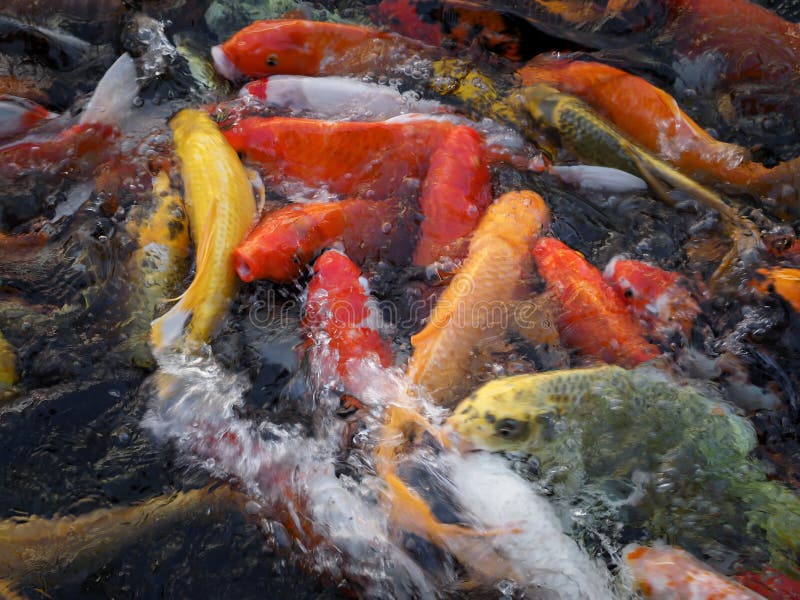 Beautiful Koi Fish in the Pond at the Backyard Stock Photo - Image of ...