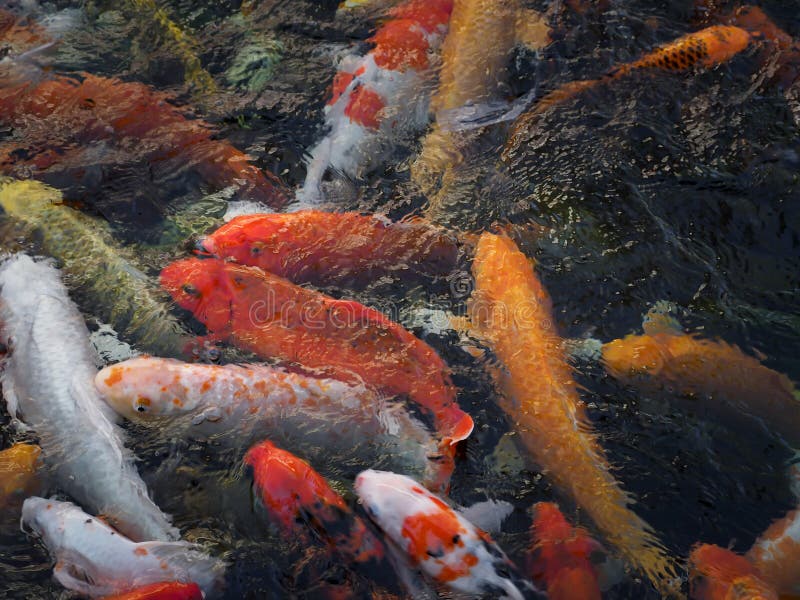 Beautiful Koi Fish in the Pond at the Backyard Stock Image - Image of ...