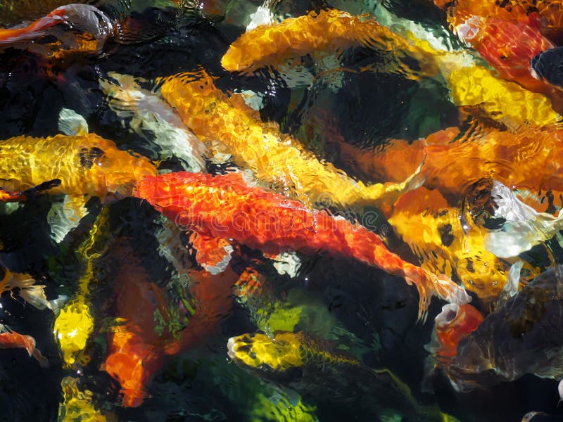 Beautiful Koi Fish in the Pond at the Backyard Stock Image - Image of ...