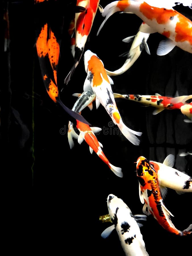 Beautiful Koi Fish in the Pond Stock Photo - Image of screenshot ...