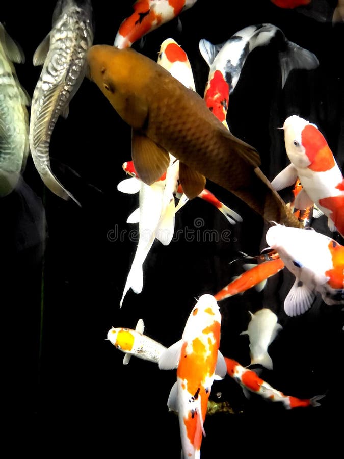Beautiful Koi Fish in the Pond Stock Photo - Image of animal, poster ...