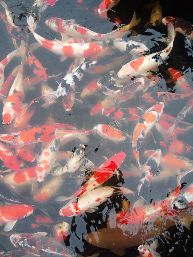 Beautiful Koi Fish in a Pond Colourful Stock Photo - Image of fish ...