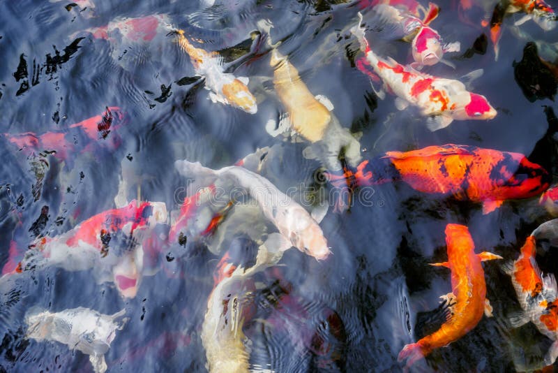 Beautiful koi fish in pond stock photo. Image of water - 111187810