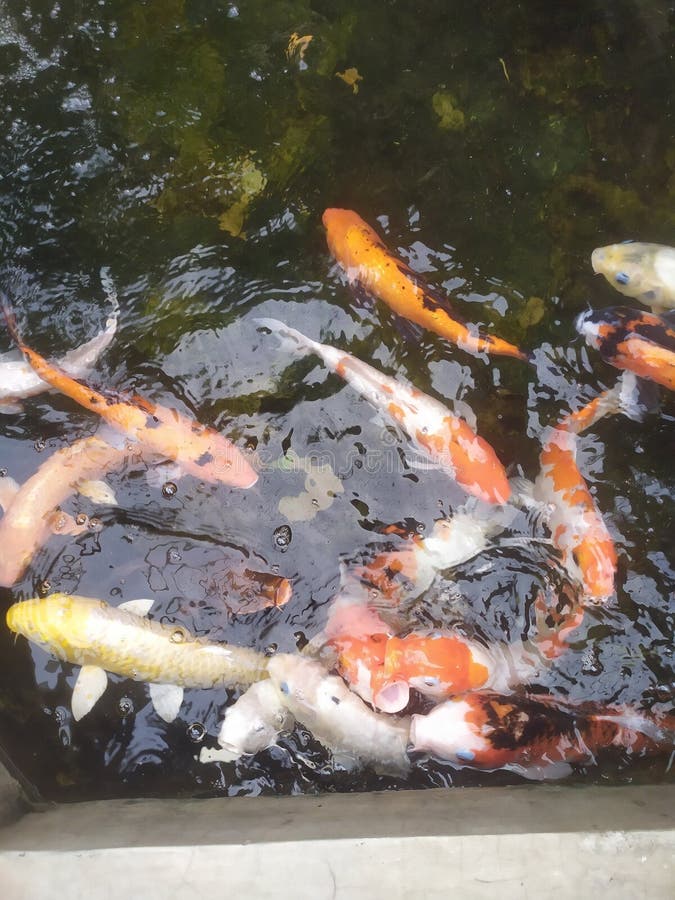 Koi Fish Swiming in the Pond Stock Photo - Image of fish, swiming ...