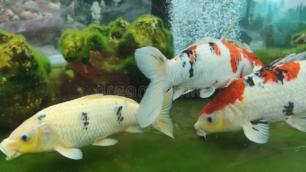 Beautiful Koi Fish at Selecta, Batu, East Java Stock Photo - Image of ...