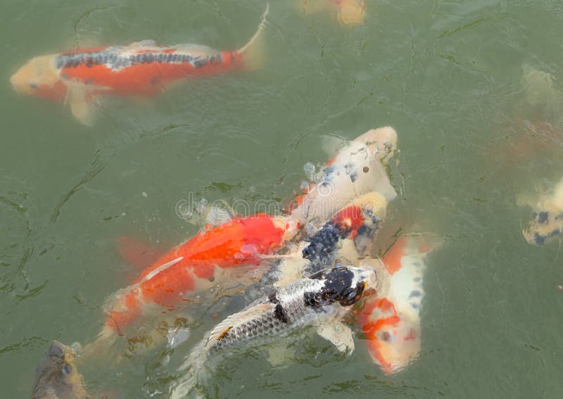Beautiful Koi Fish Swimming Stock Photo - Image of asian, marine: 33429910