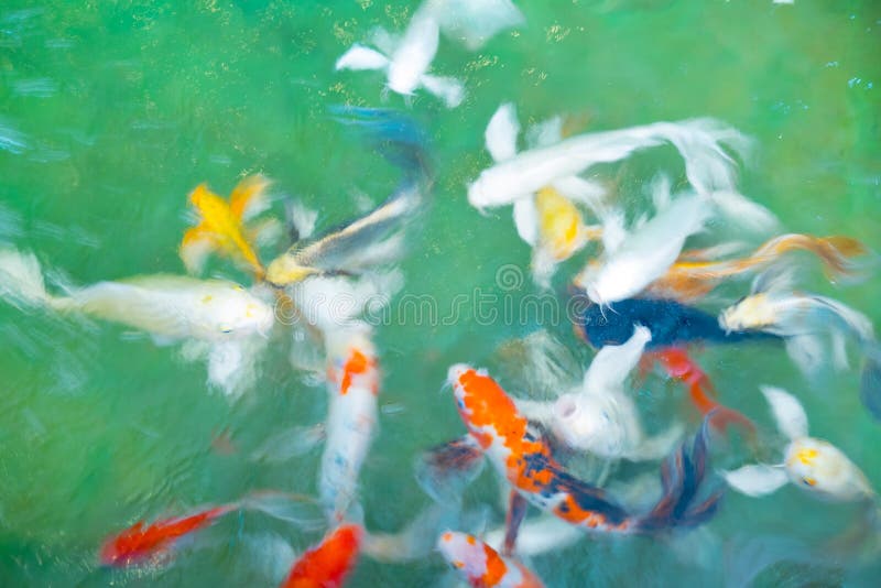 Beautiful Koi Fish Swimming Stock Image - Image of swimming, fish: 68656585