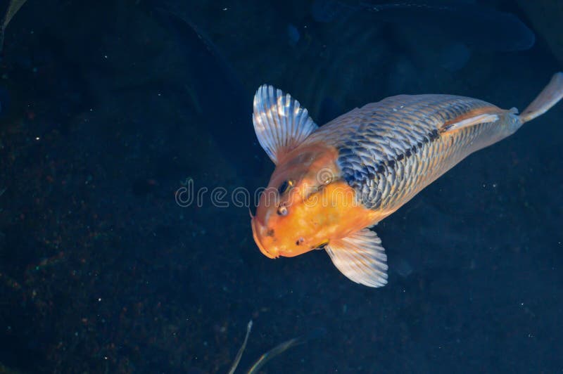 Beautiful Koi Fish Swims in Pond,view from Above Stock Photo - Image of ...