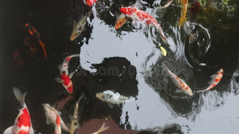 Beautiful Koi Fish in the Yard in the Afternoon Stock Video - Video of ...