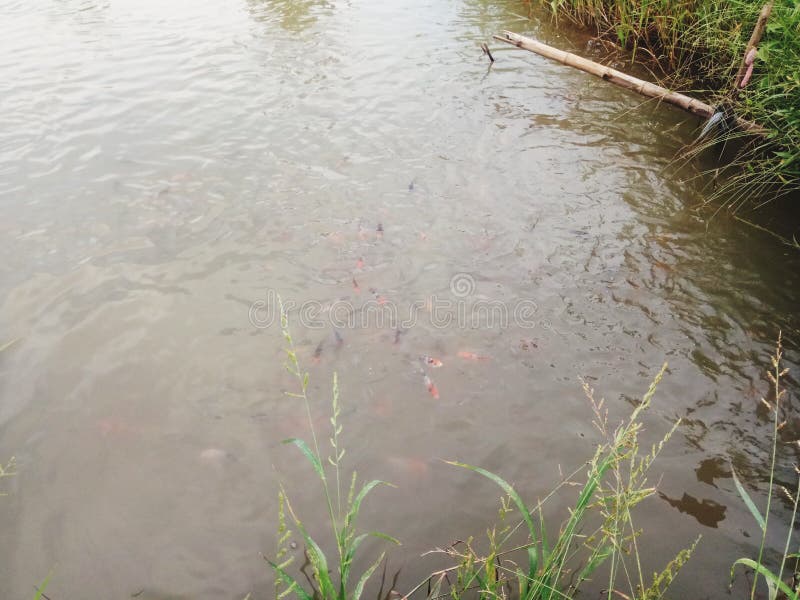 Beautiful Koi in Murky River Water Stock Image - Image of water ...