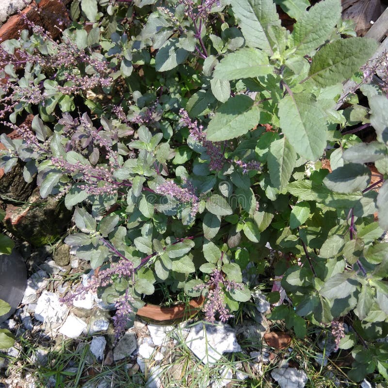 This is Beautiful Black Tulsi Tree Stock Image - Image of tulsi ...