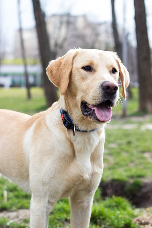 Beautiful Labrador Dog Waiting for Someone Stock Photo - Image of ...