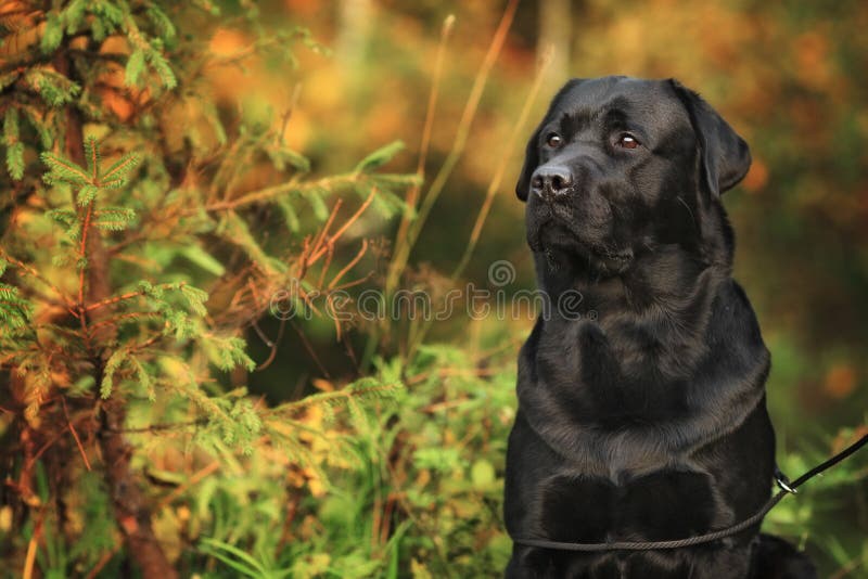 Beautiful labrador stock photo. Image of herb, beautiful - 65888828