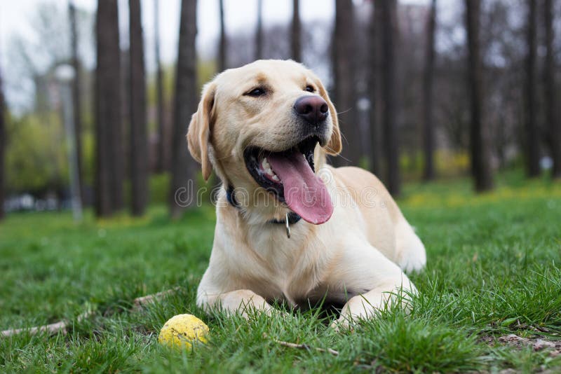 Beautiful Labrador Retriever Dog in the Park Playing Stock Image ...