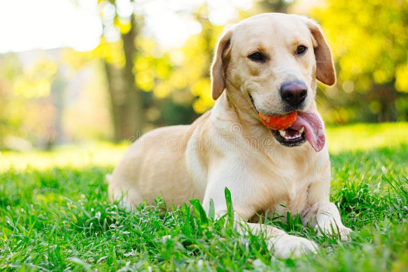 Beautiful Labrador Retriever Dog in the Park Stock Image - Image of ...