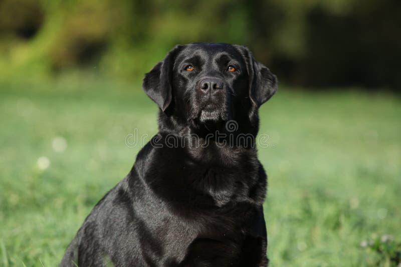 Beautiful Labrador Retriever Looking at You Stock Image - Image of ...