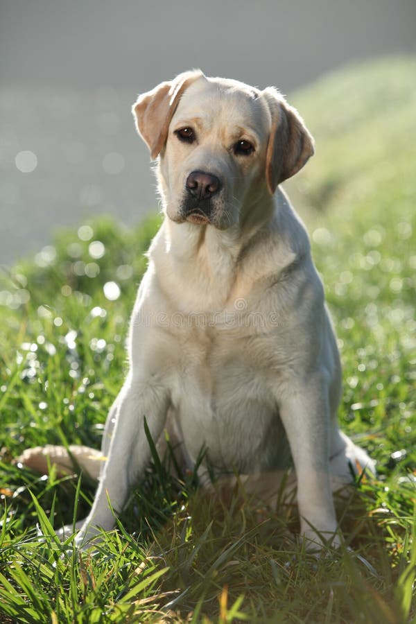 Beautiful Labrador Retriever Sitting Down Stock Photo - Image of ...