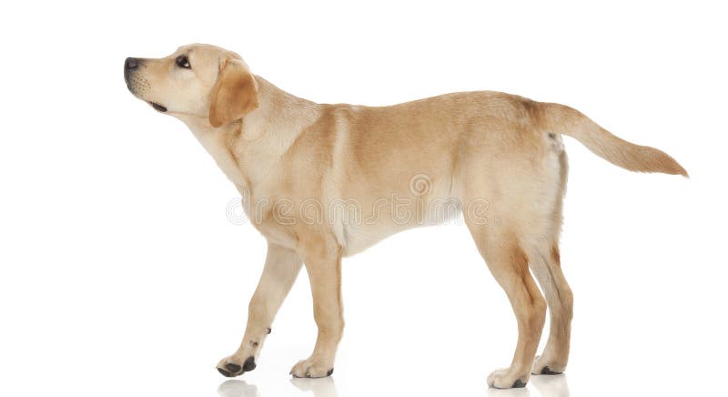 Beautiful Labrador Retriever on White Background Stock Photo - Image of ...