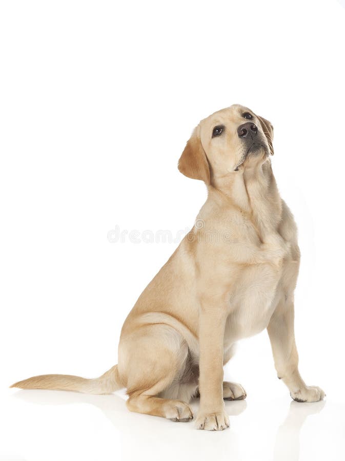 Lab puppies stock photo. Image of wicker, girls, animal - 12141156