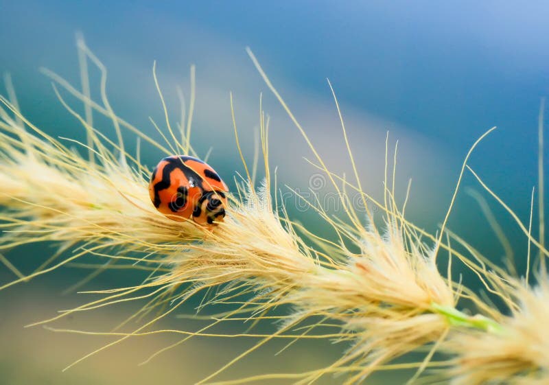 Beautiful Lady Bug stock photo. Image of love, environment - 16987070