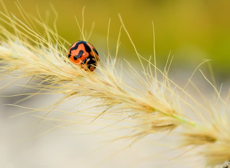 Beautiful Lady Bug stock photo. Image of golden, close - 16987098