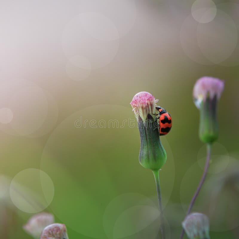 A Beautiful Lady Bug Perched on Flower in the Morning Stock Photo ...