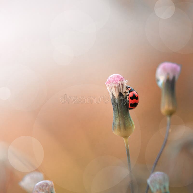 A Beautiful Lady Bug Perched on Flower in the Morning Stock Image ...