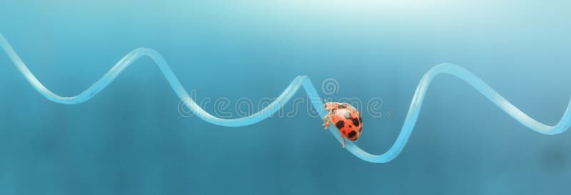 A Beautiful Lady Bug Perched on Leaf in the Morning Stock Photo - Image ...