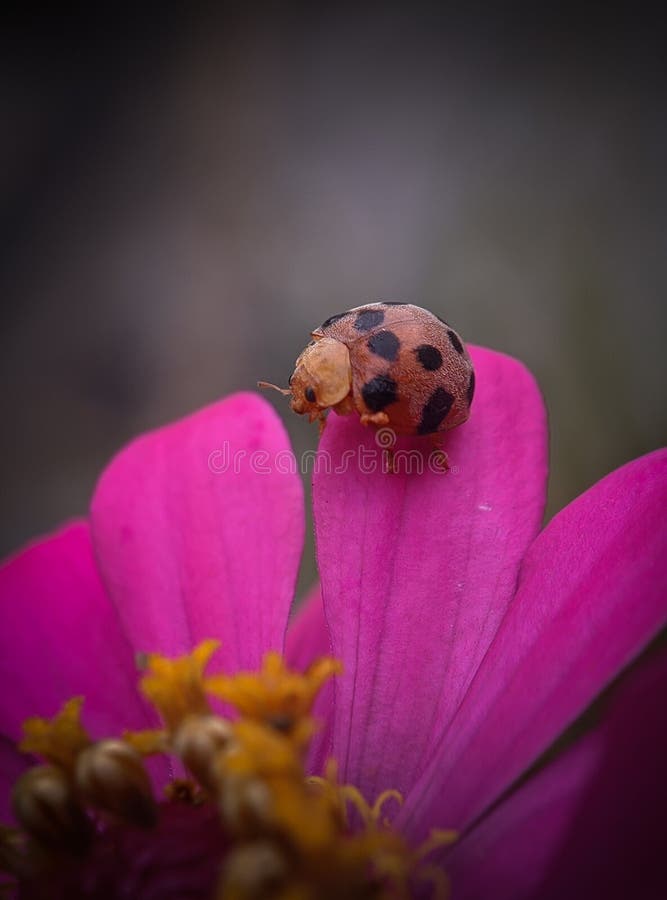 Beautiful Lady Bugs on the Pinky Flower Stock Photo - Image of pinky ...