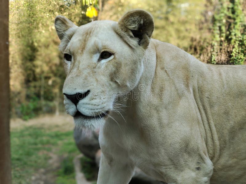 Beautiful lady white lion stock photo. Image of white - 289561584