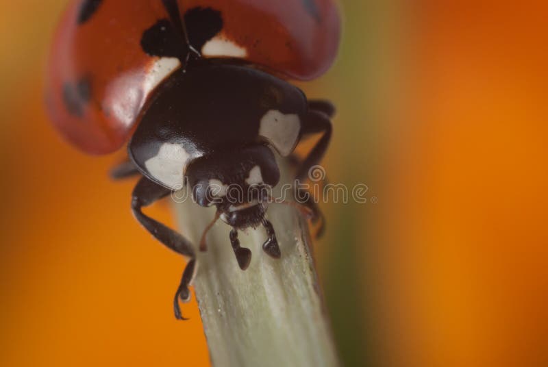 Beautiful ladybug stock image. Image of detail, insect - 22417083