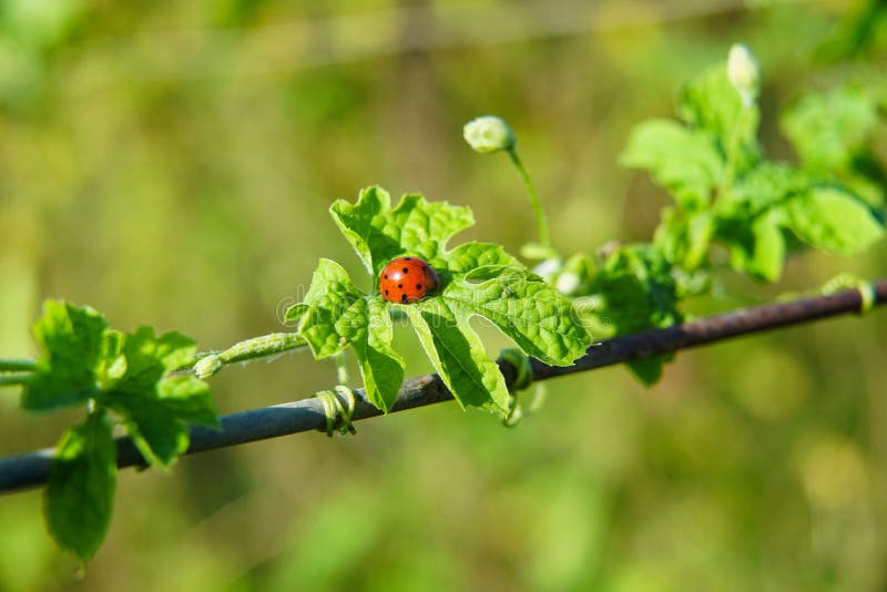 A beautiful ladybug stock photo. Image of area, travel - 153165966