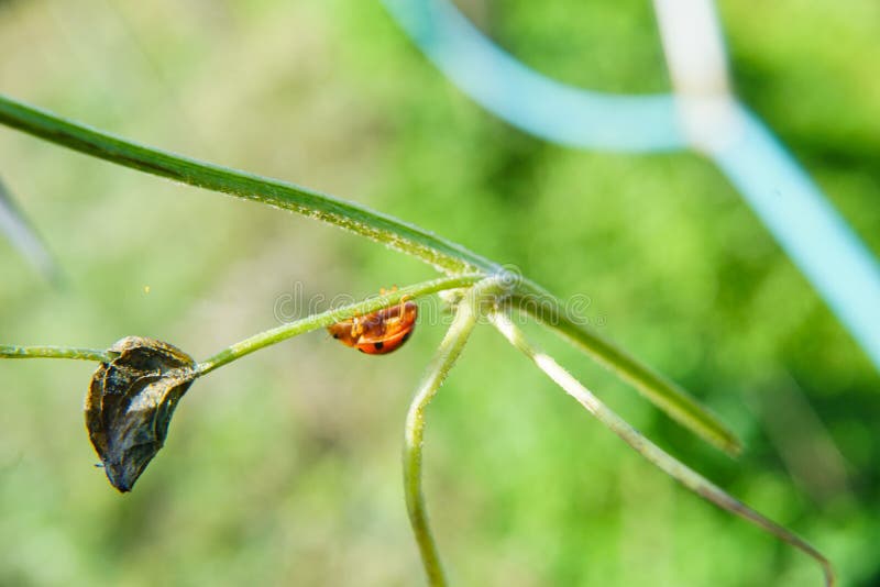A beautiful ladybug stock image. Image of beetle, season - 153166067