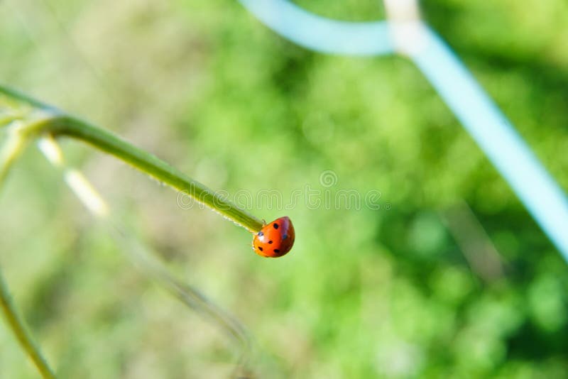 A beautiful ladybug stock image. Image of beautiful - 153166073