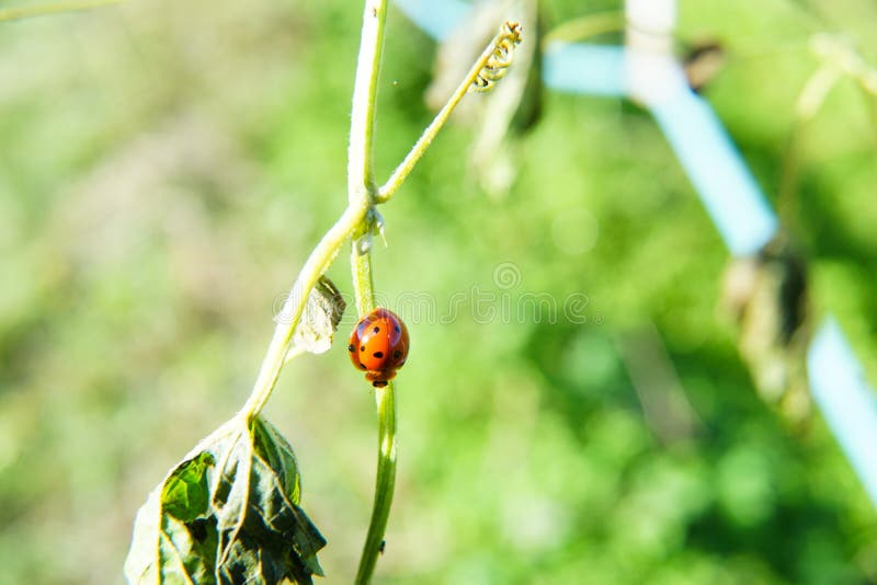 A beautiful ladybug stock photo. Image of asia, melon - 153166090