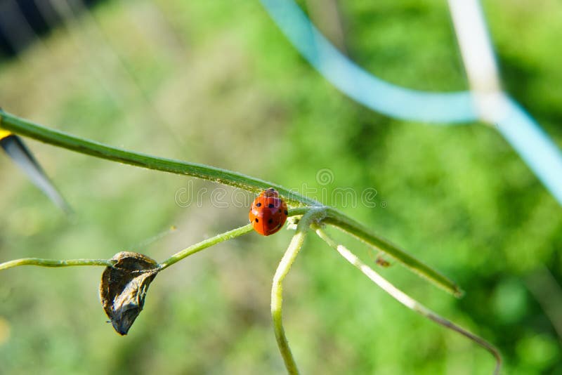A beautiful ladybug stock photo. Image of beautiful - 153166102