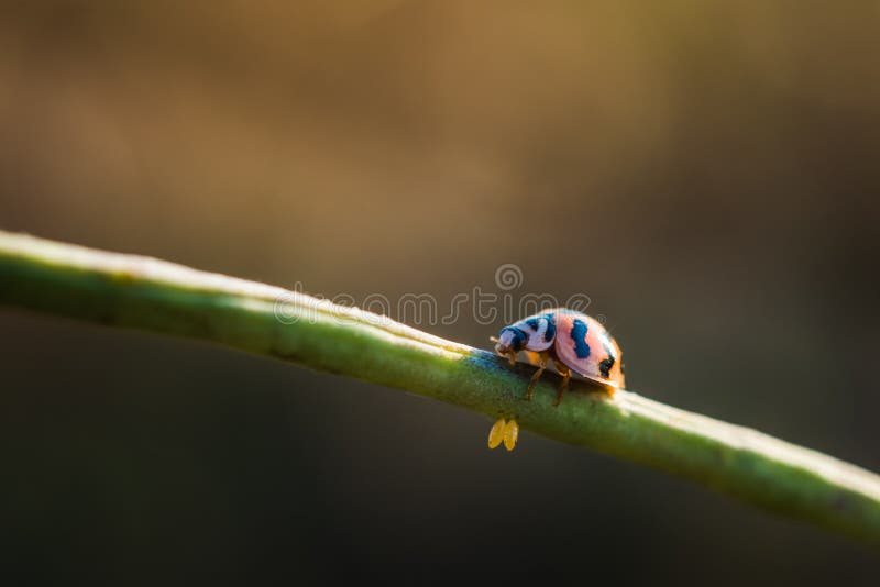Beautiful Ladybug on the Branch Stock Image - Image of spring, ladybugs ...