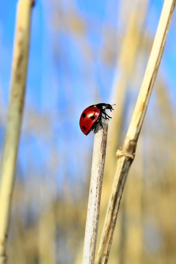 Beautiful ladybug stock photo. Image of heaven, closeup - 40918996