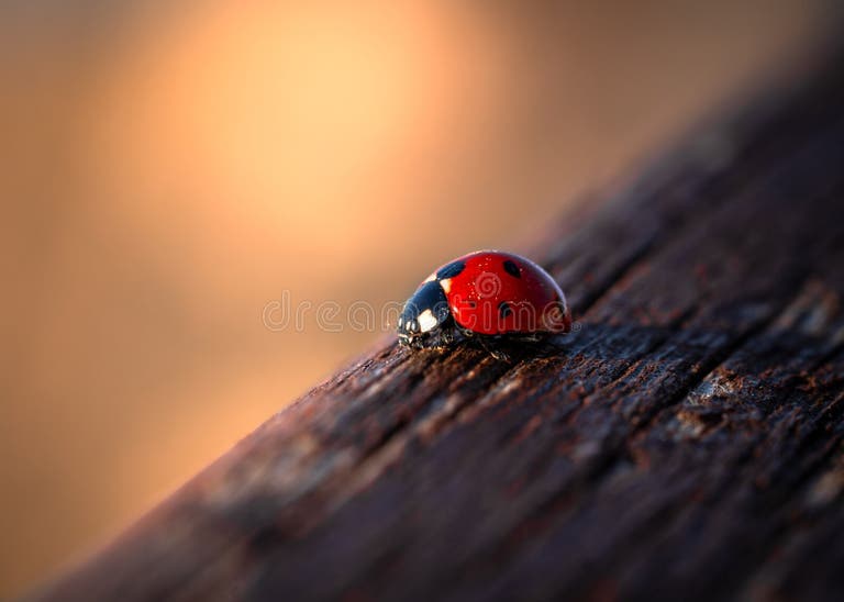 Beautiful Ladybug Enjoying the Sunset Stock Image - Image of lens ...