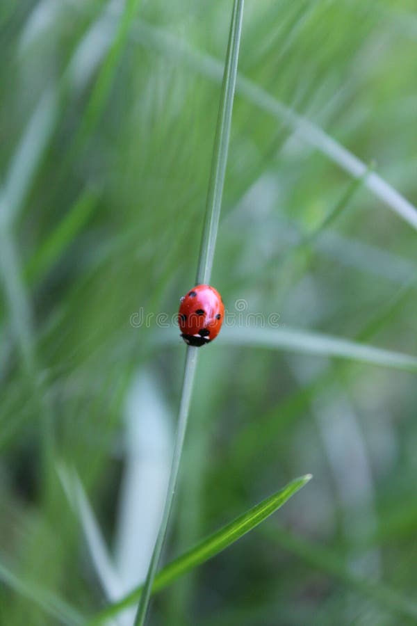 Beautiful Ladybug in the Grass Stock Photo - Image of ukraine, nature ...